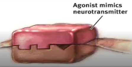 The Nervous System – BioLogically