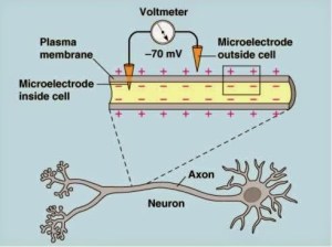 Resting Potential & Voltage – BioLogically