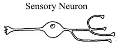 The Nervous System – BioLogically