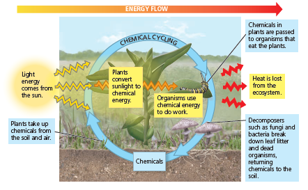 Transformation of Energy, Biological Systems, & Environmental ...