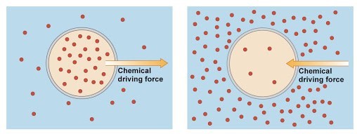 Diffusion & Electrostatics – BioLogically