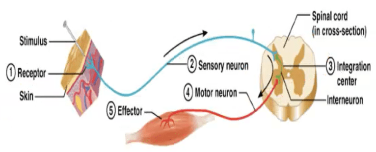 Reflexes v. Reactions – BioLogically
