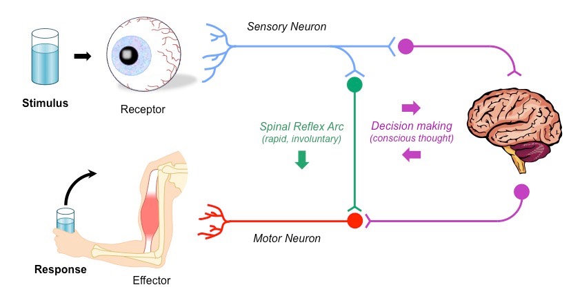 Reflexes v. Reactions – BioLogically