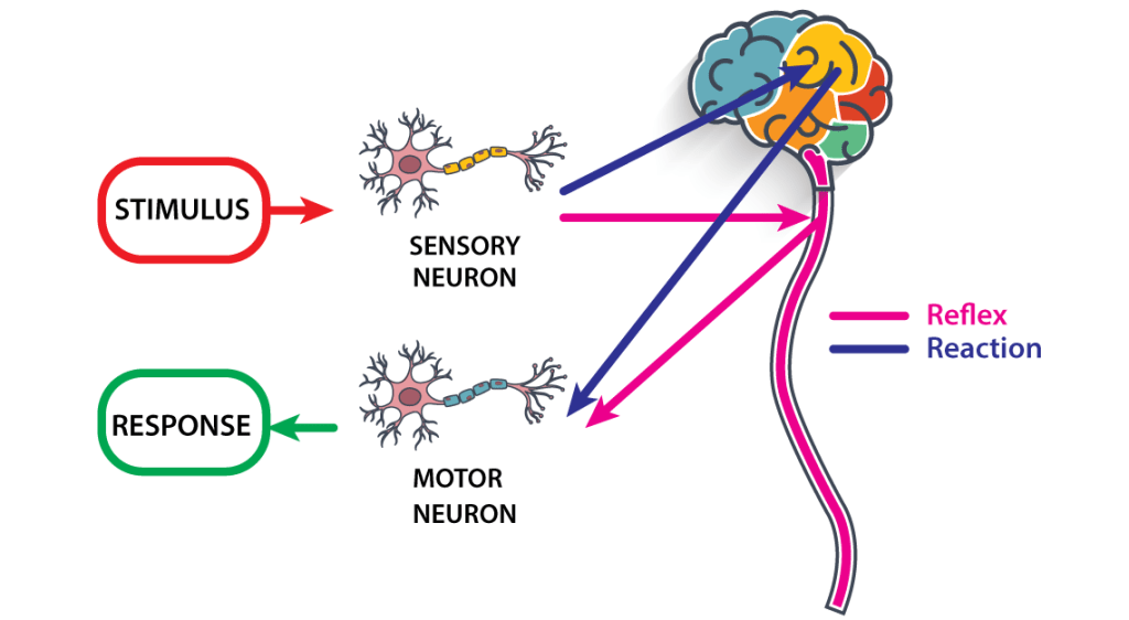 Reflexes v. Reactions – BioLogically