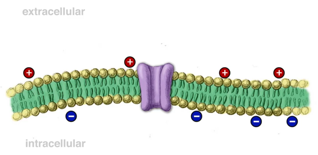Equilibrium & Potentials – BioLogically