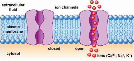 Equilibrium & Potentials – BioLogically