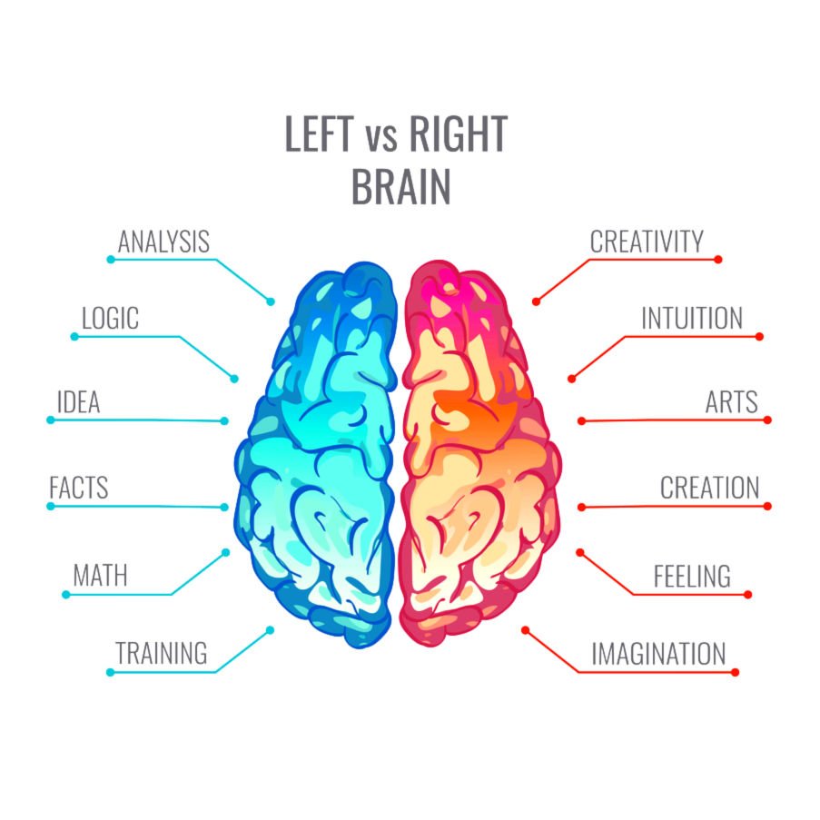 Brain Dominance – BioLogically