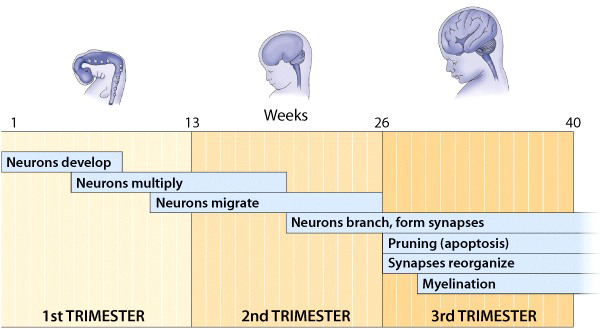 Brain Dominance – BioLogically