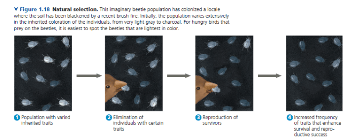 Darwin’s Theory of Natural Selection – BioLogically