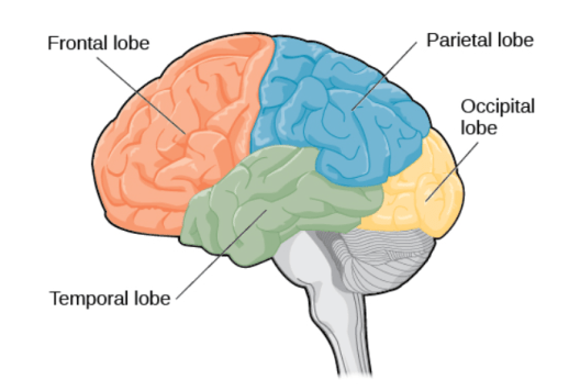 Brain Structure & Function – BioLogically