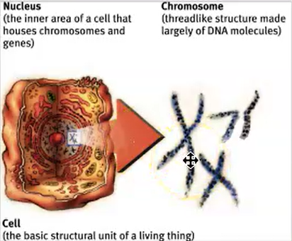 The Relationship Between Nature, Nurture, & Human Diversity – BioLogically