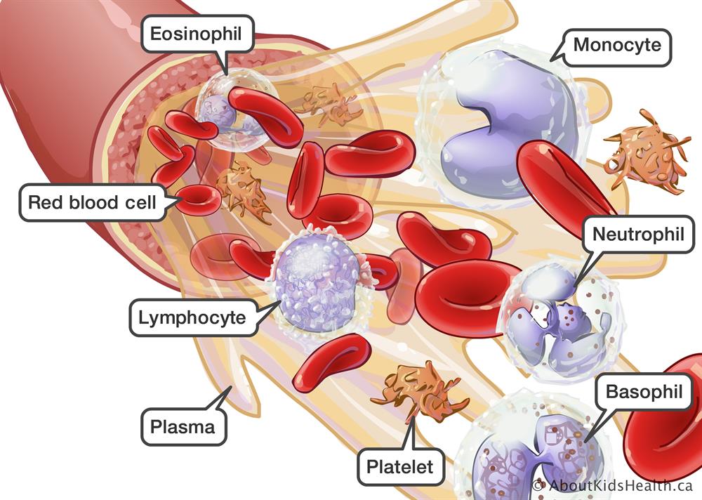 The Blood & Lymph – BioLogically
