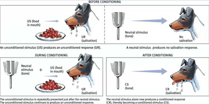 Classical Conditioning – A Learning Experience – BioLogically