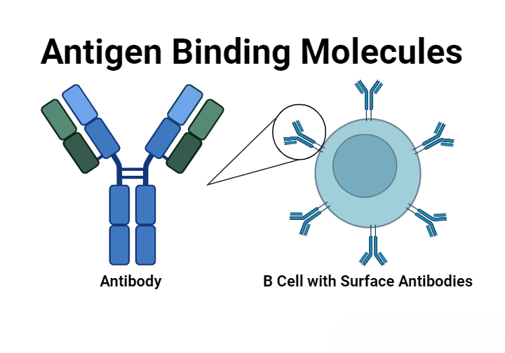 Antigen Recognition Molecules – BioLogically