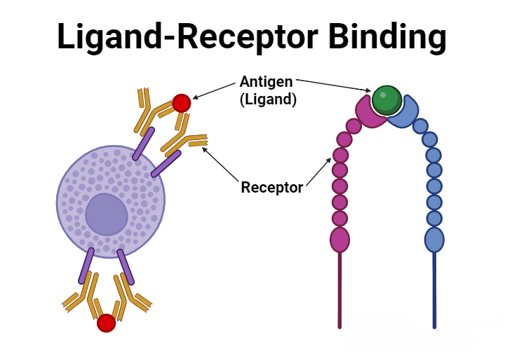 Lymphocytes & The Process of Antigen Recognition – BioLogically