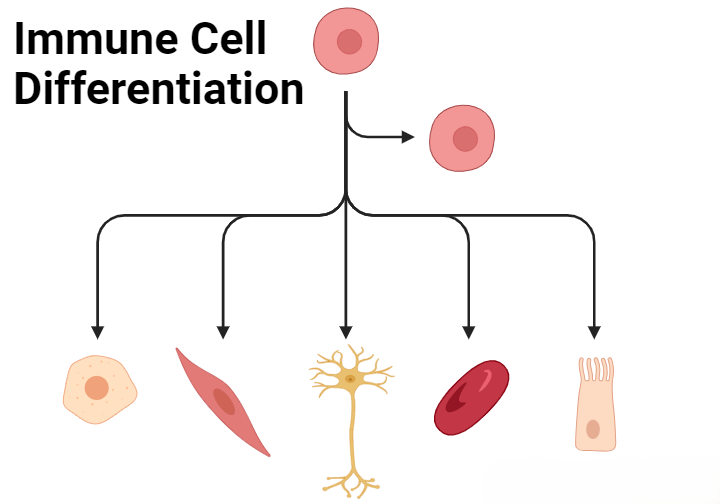 The Clonal Selection Hypothesis Biologically 5284