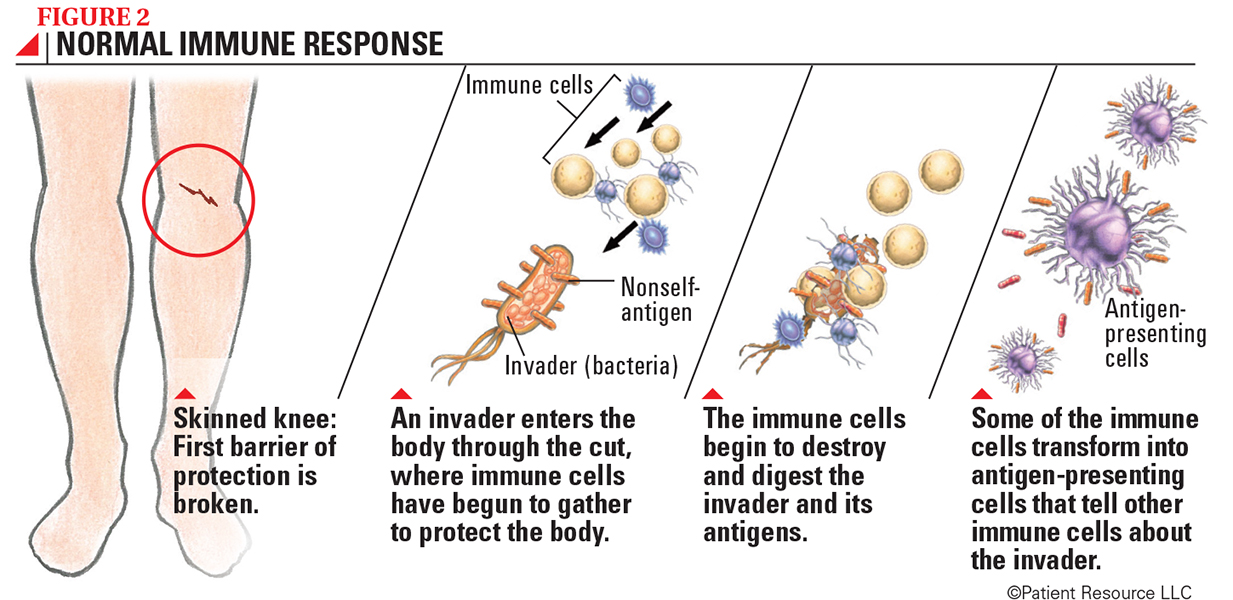 The Phases of the Immune Response – BioLogically