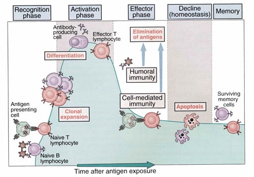The Phases of the Immune Response – BioLogically