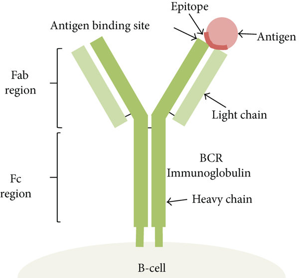 Lymphocytes & The Process of Antigen Recognition – BioLogically