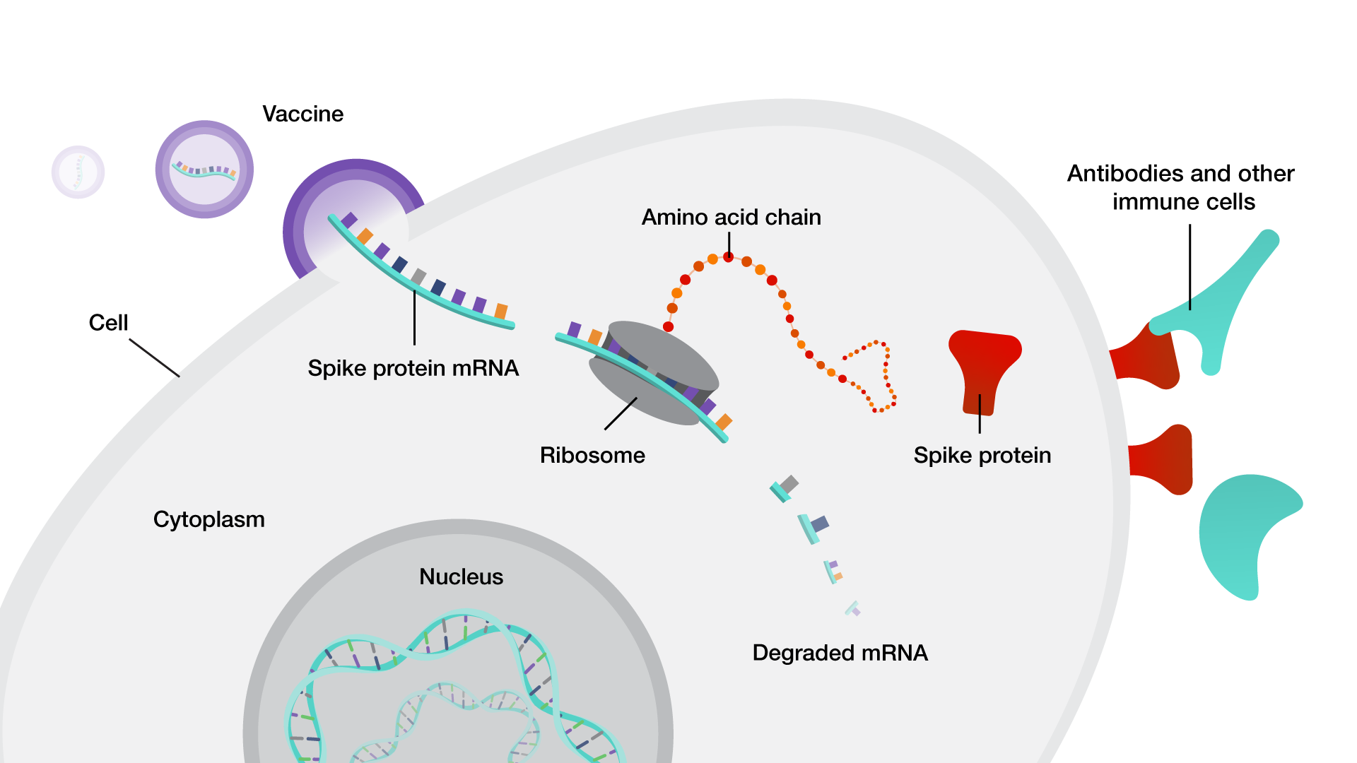 Lymphocytes & The Process of Antigen Recognition – BioLogically