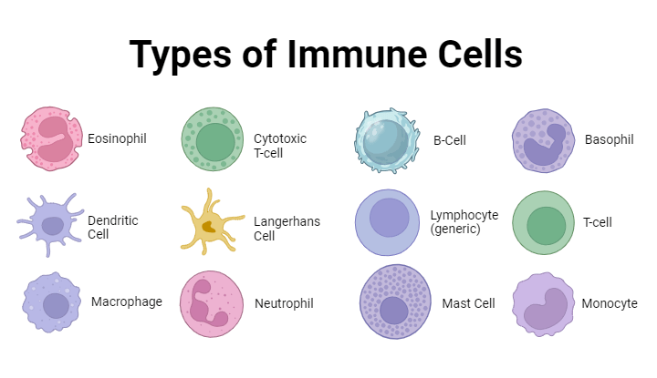 The Fundamentals of the Immune System – BioLogically