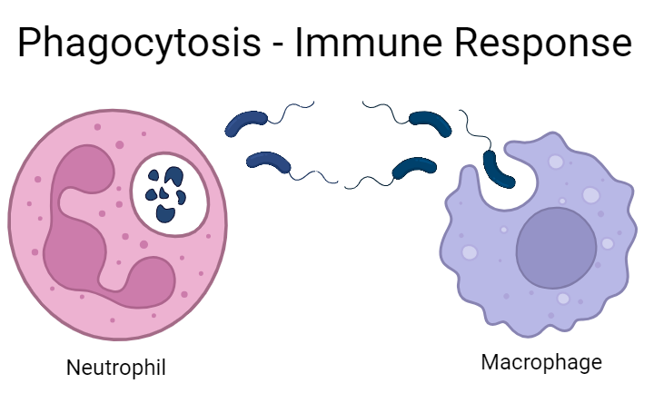 The Phases of the Immune Response – BioLogically
