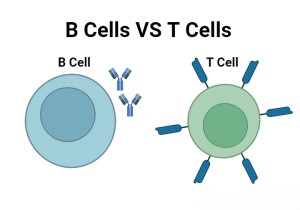 B Cells vs T Cells – How Do These Cell Types Recognize Antigens ...