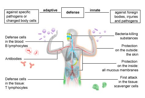The Innate Immune Response – BioLogically