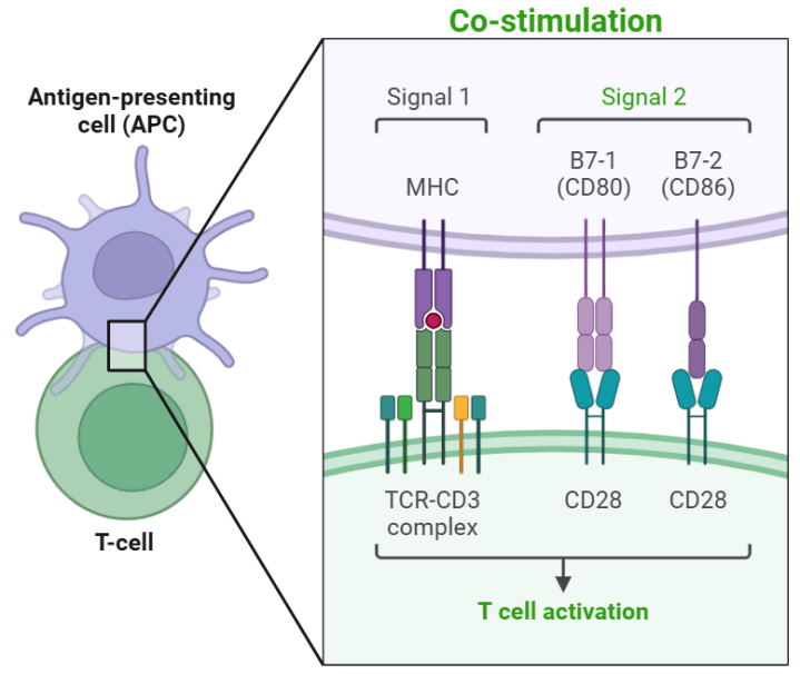 The Role of Toll-Like Receptors in HIV: Bridging Innate & Adaptive ...