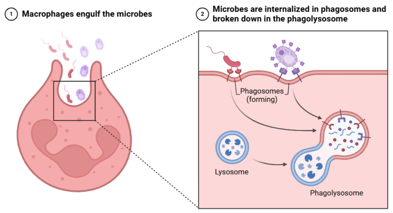 The Infectious Process – BioLogically