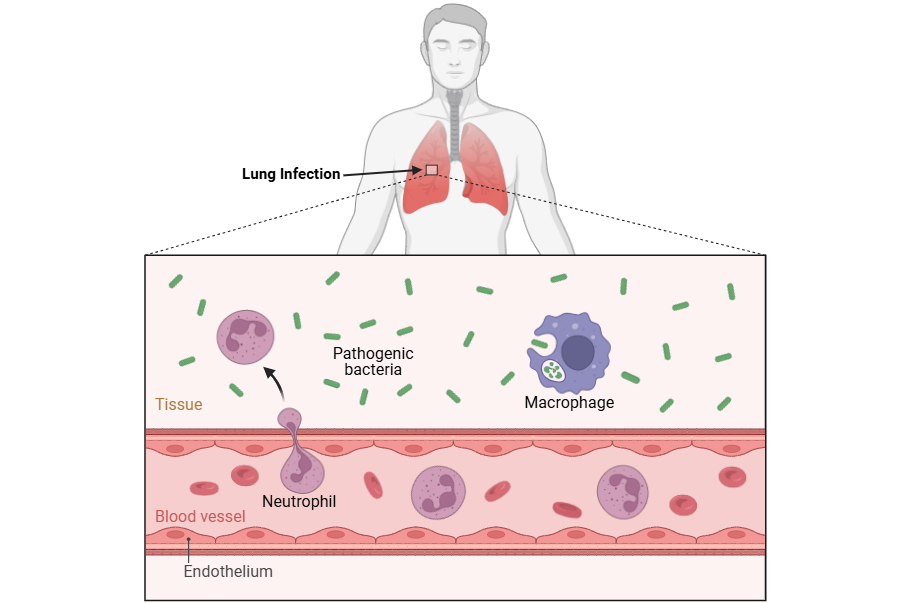 The Infectious Process – BioLogically