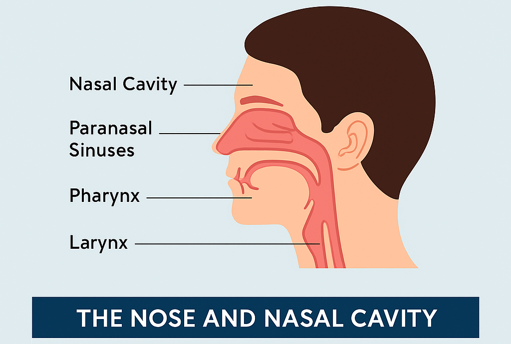 A Breath of Life: Exploring the Upper Respiratory Tract – BioLogically