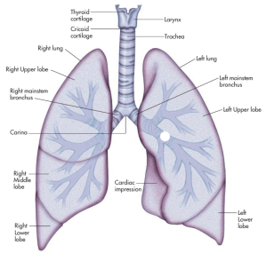 Journey Through the Lower Respiratory Tract and Gas Exchange Structures ...