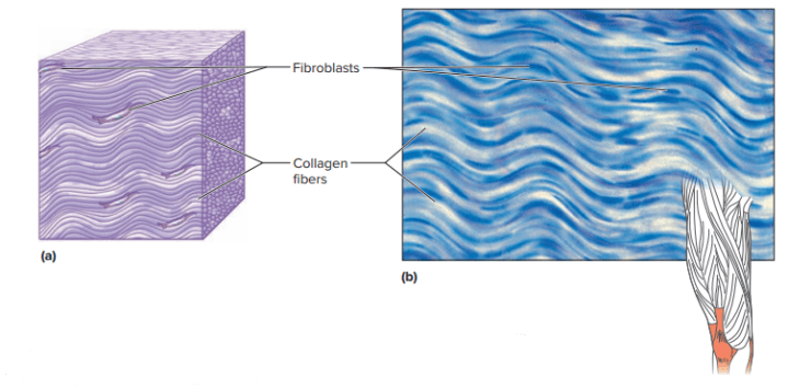 Connective Tissue: The Body’s Structural Network (Tissues Part 2 ...